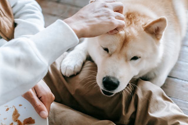 Preventive Care for Pets: Ensuring a Long and Healthy Life | The ...